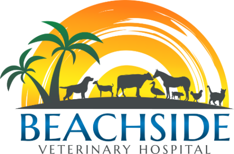 Home - Beachside Veterinary Hospital